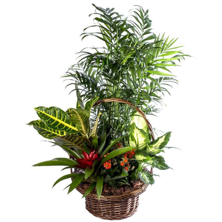 Top 7 Plantas Que No Necesitan Luz 🏵️ Flores María Del Prado 9841